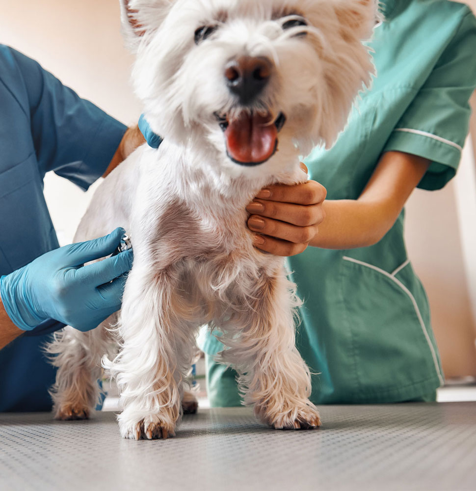 Diagnostics - Creature Comforts Veterinary