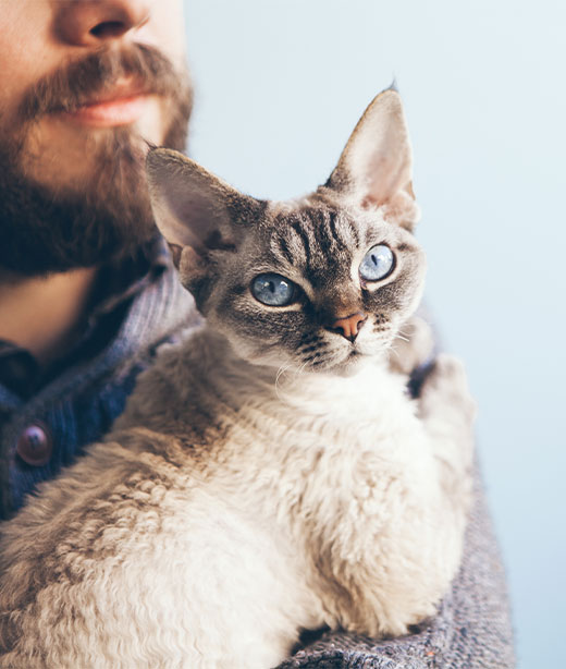 Diagnostics - Creature Comforts Veterinary