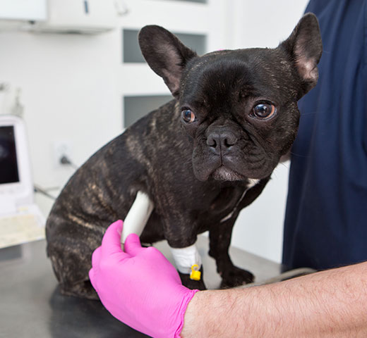 Diagnostics - Creature Comforts Veterinary