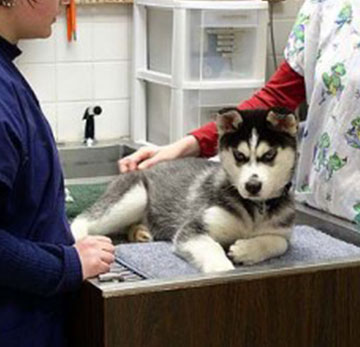 AAHA - Creature Comforts Veterinary