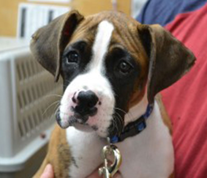 AAHA - Creature Comforts Veterinary