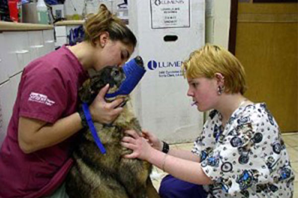 AAHA - Creature Comforts Veterinary