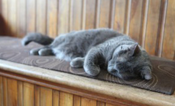 AAHA - Creature Comforts Veterinary