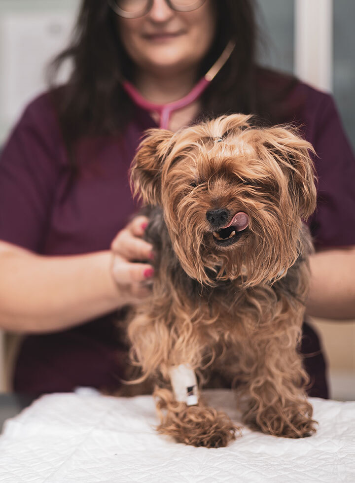 Home - Creature Comforts Veterinary