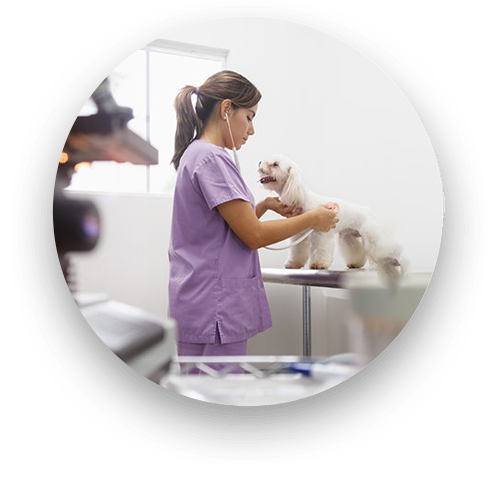 Home - Creature Comforts Veterinary