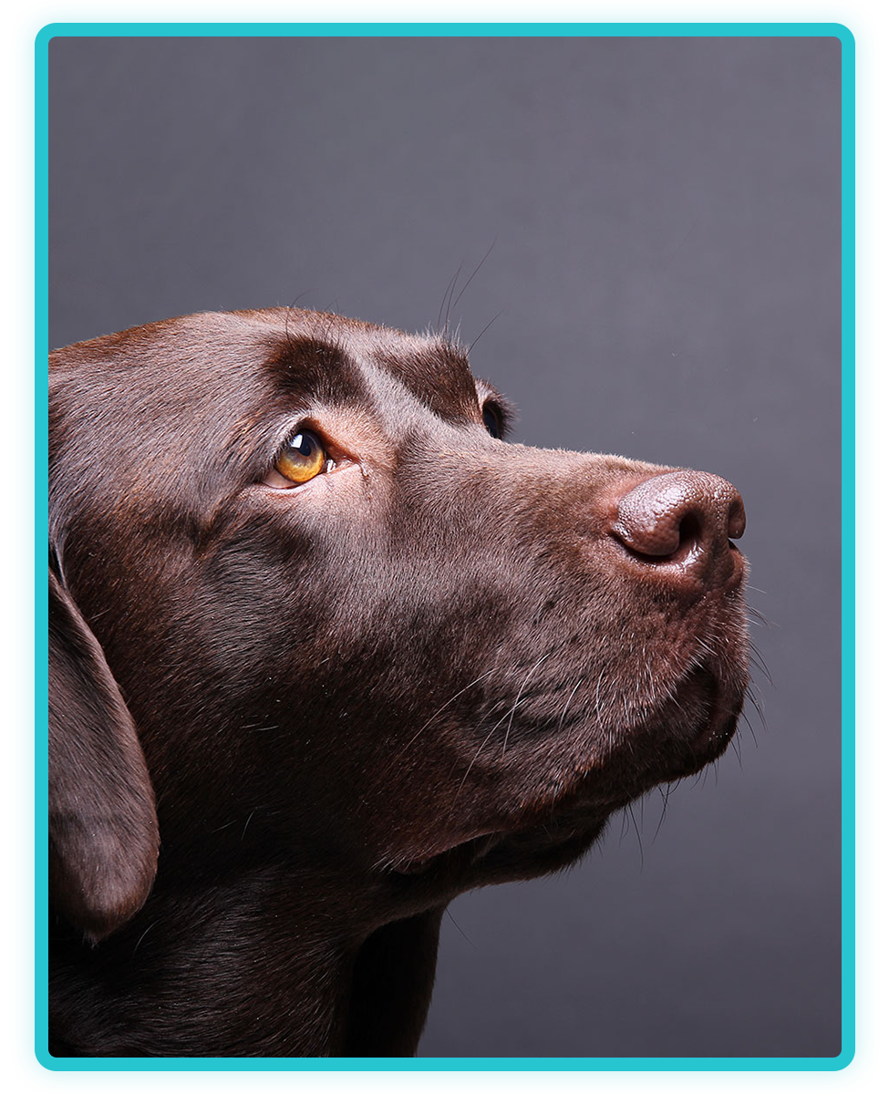 Diagnostics - Creature Comforts Veterinary