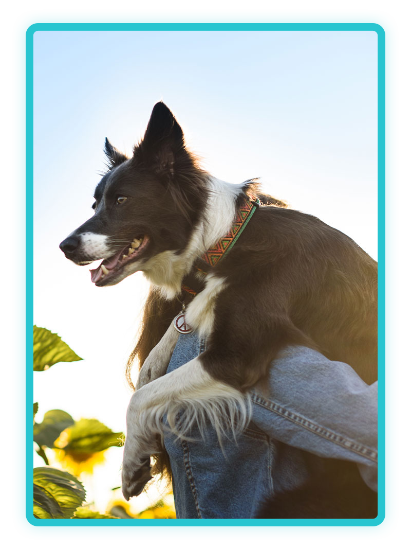 Diagnostics - Creature Comforts Veterinary