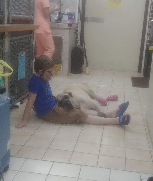 Diagnostics - Creature Comforts Veterinary