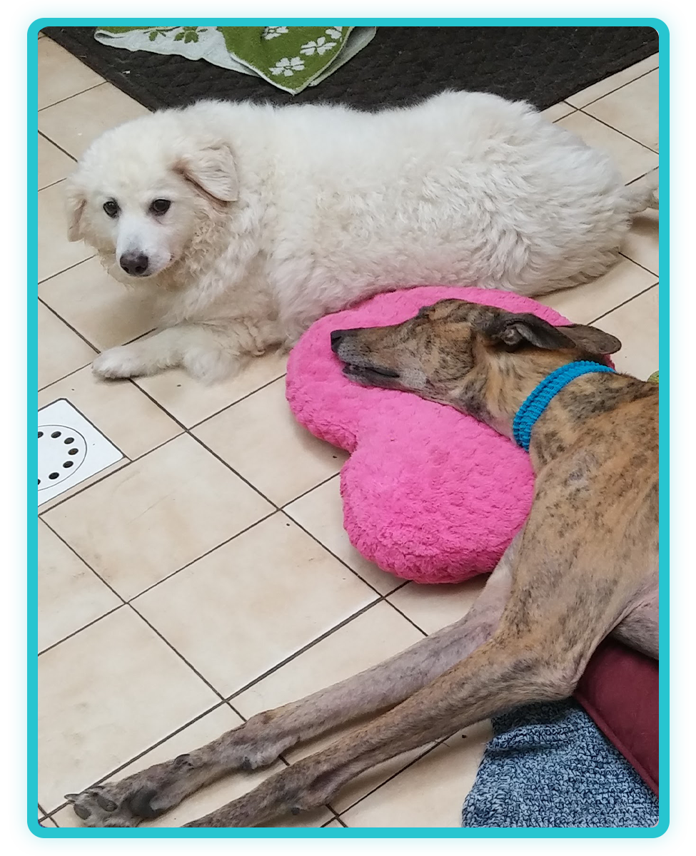 Diagnostics - Creature Comforts Veterinary