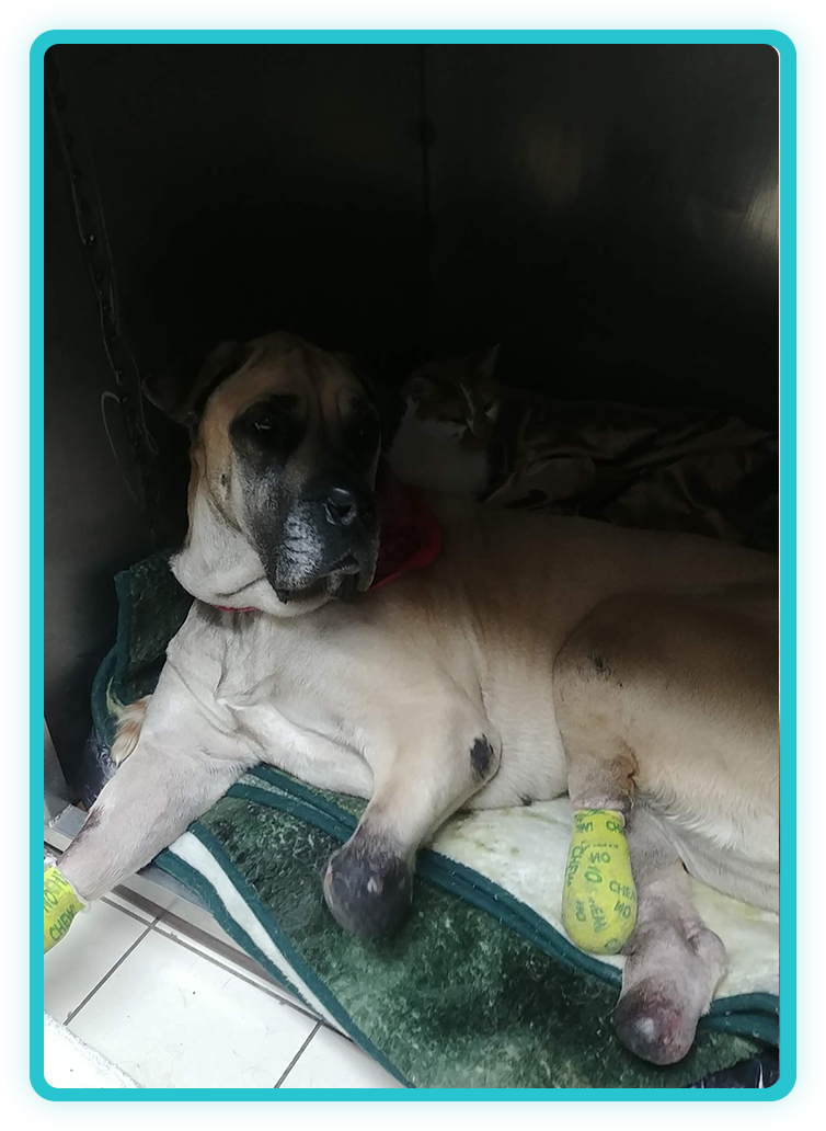 Diagnostics - Creature Comforts Veterinary