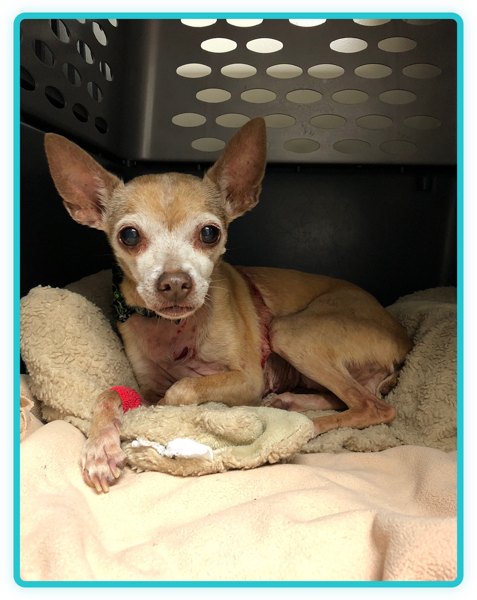 History of Creature Comforts - Creature Comforts Veterinary