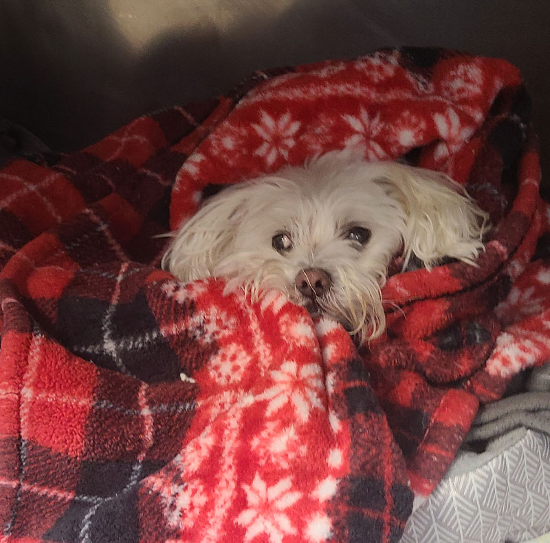 History of Creature Comforts - Creature Comforts Veterinary