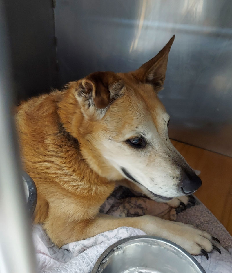 Clinic Tour - Creature Comforts Veterinary