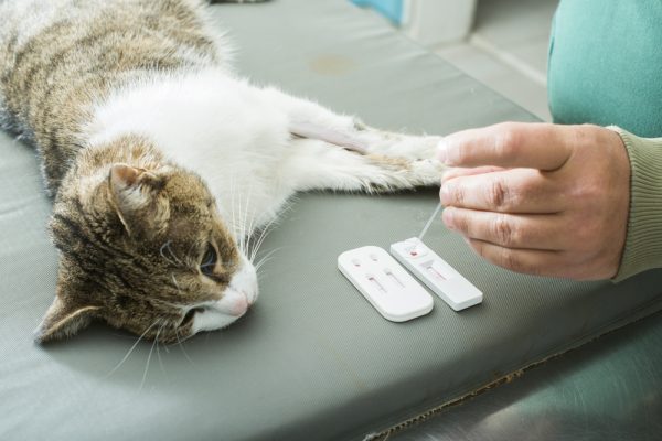 Unveiling the Lifesaving Power of Annual Pet Bloodwork - Creature ...