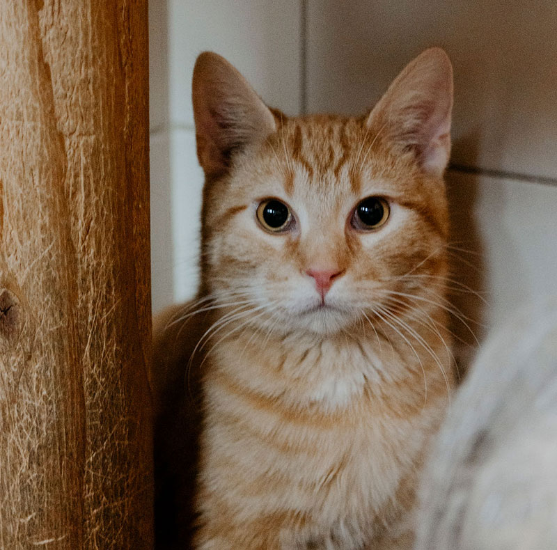 History of Creature Comforts - Creature Comforts Veterinary